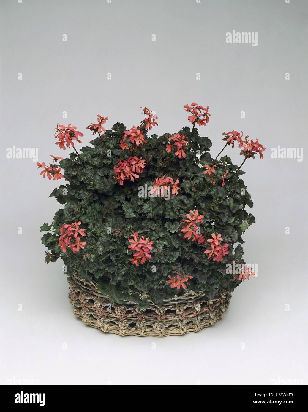 Houseplants - Geraniaceae. Geranium (Pelargonium stellar Stock Photo ...