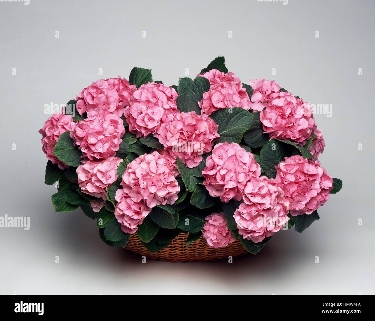 Big leaf hydrangea (Hydrangea macrophylla Masja), Hydrangeaceae Stock ...