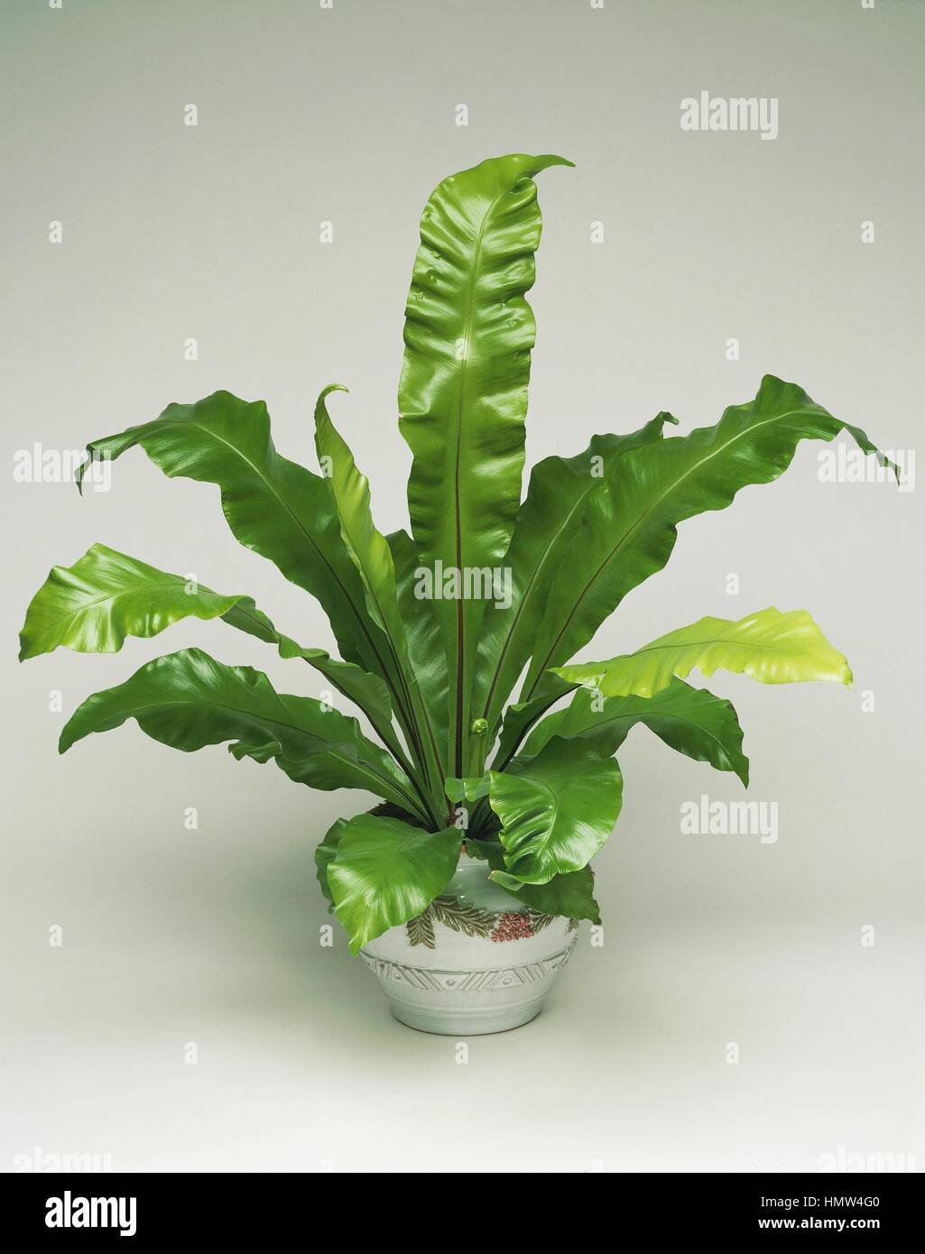 Bird's-nest fern or Nest fern (Asplenium nidus), Aspleniaceae Stock ...