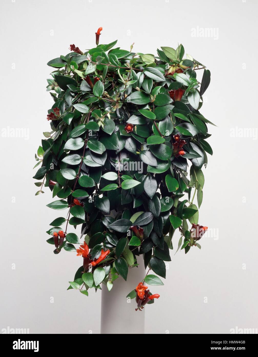 Lipstick plant (Aeschynanthus lobbianus), Gesneriaceae Stock Photo - Alamy