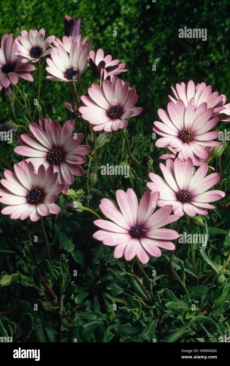 Blue and white daisybush osteospermum ecklonis hi-res stock photography ...