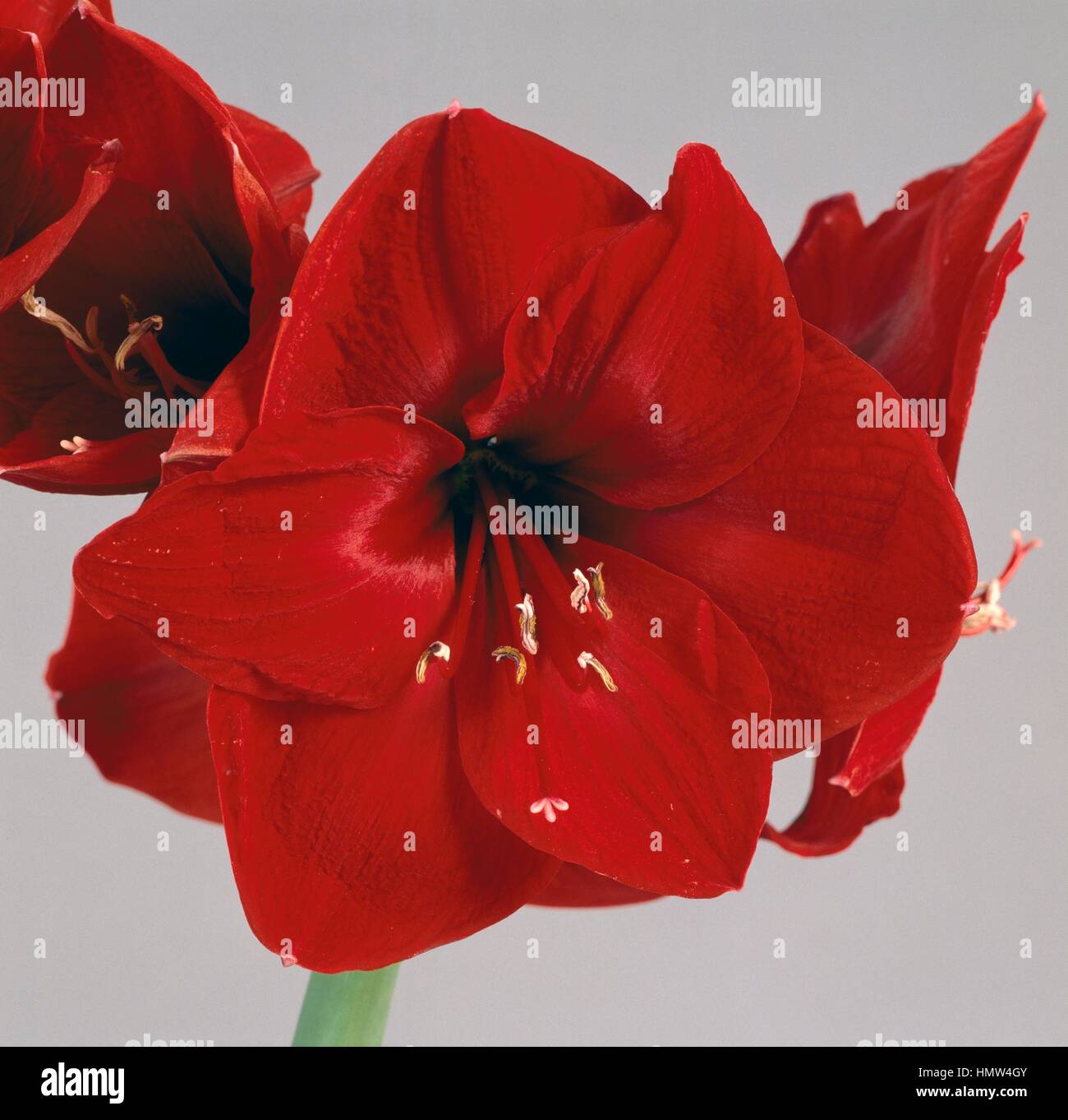 Prima donna hi-res stock photography and images - Alamy