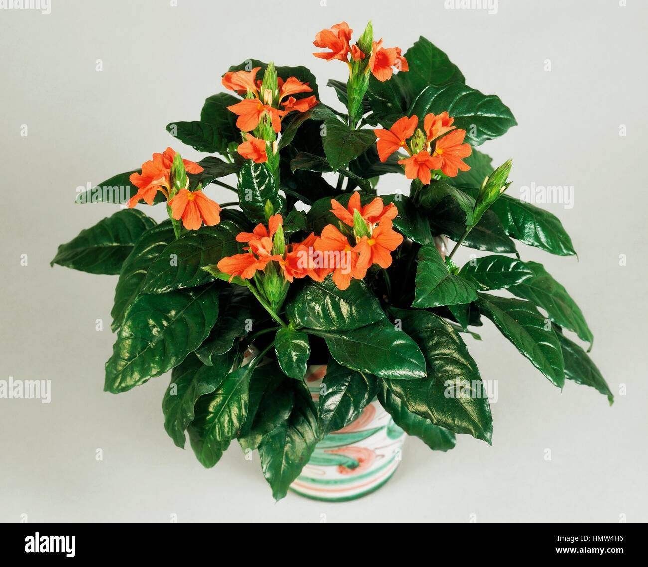 Firecracker flower or Tropic flame (Crossandra infundibuliformis ...