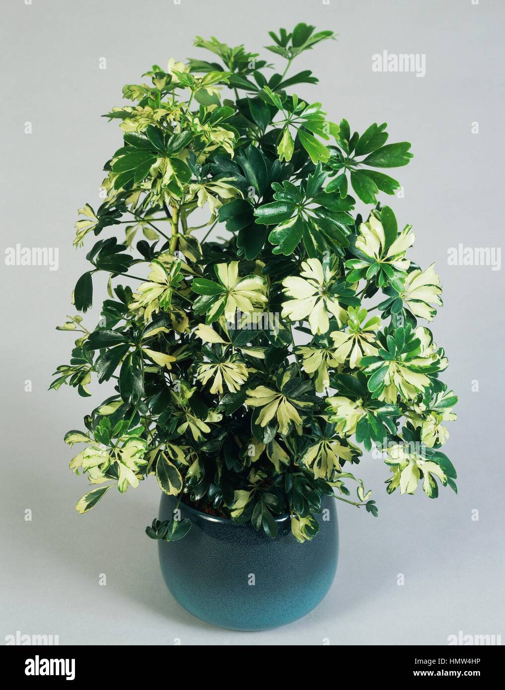 Dwarf schefflera or Ombrella tree (Schefflera arboricola Janine ...