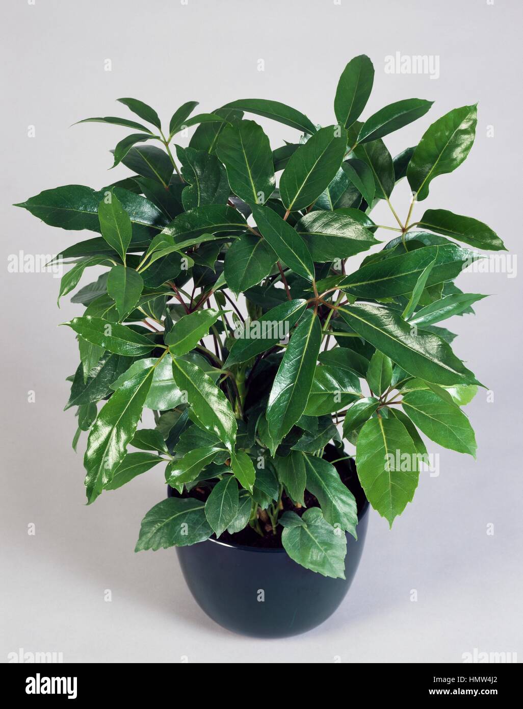 Dwarf schefflera or dwarf umbrella tree (Schefflera arboricola Amata ...