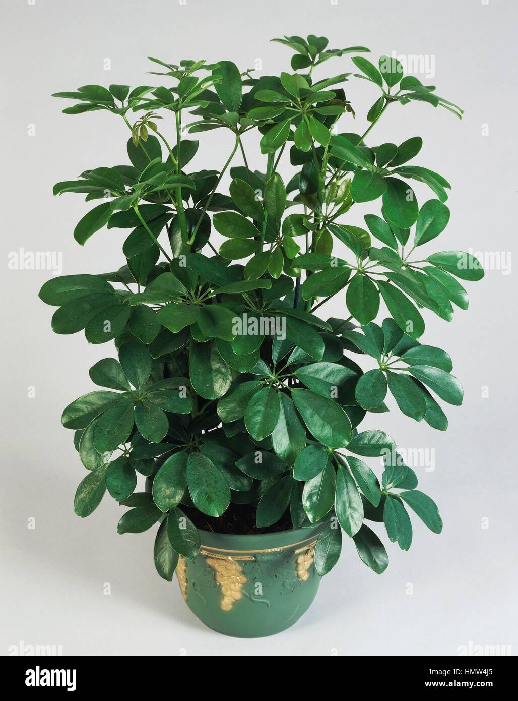 Dwarf schefflera or Ombrella tree (Schefflera arboricola Compacta ...