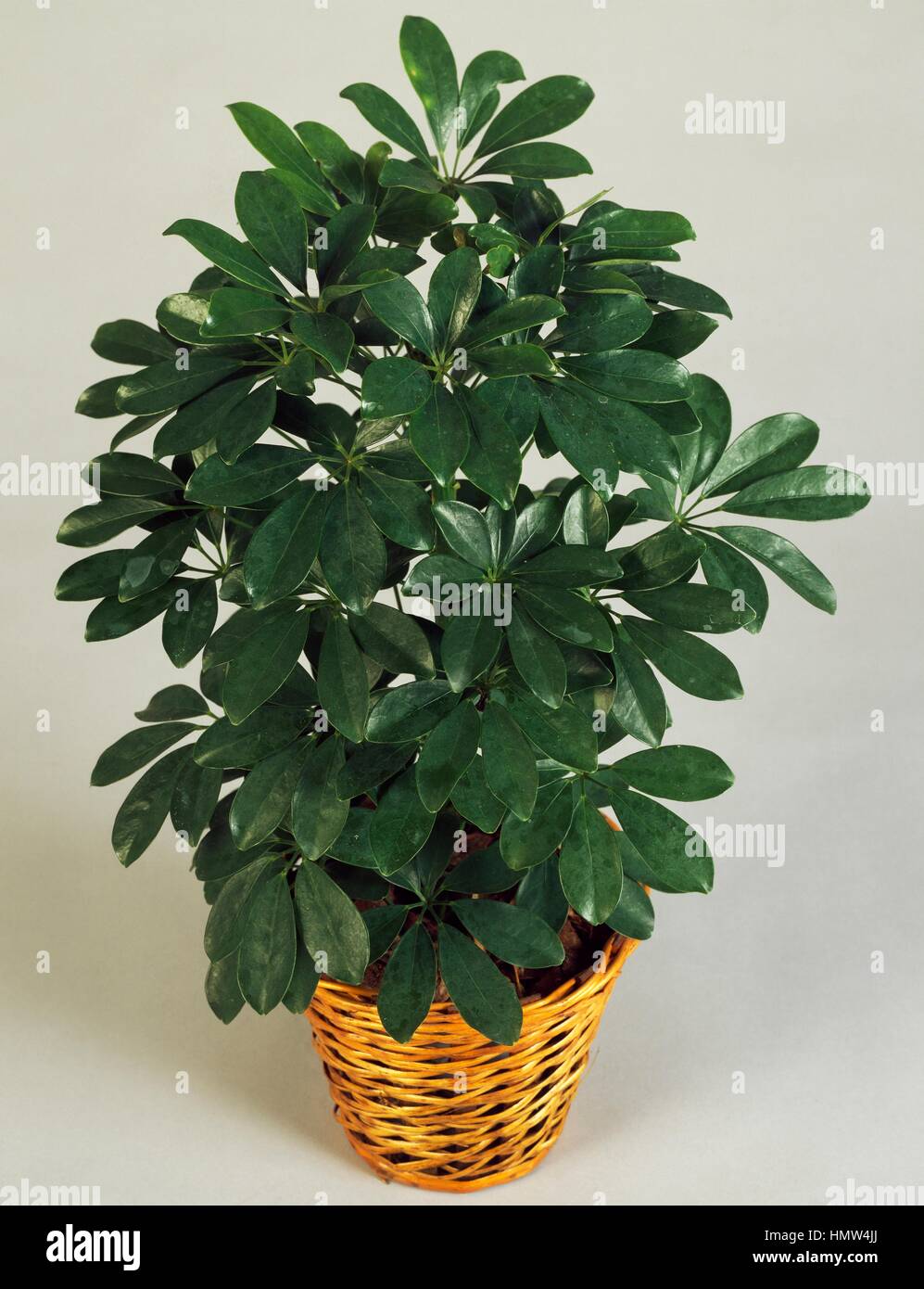 Dwarf umbrella tree (Schefflera arboricola Nora), Araliaceae Stock ...
