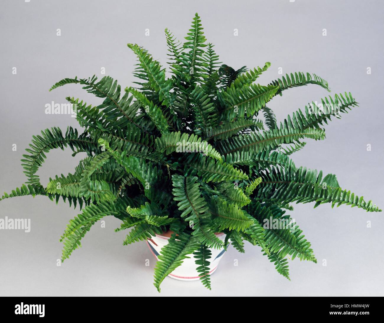 Felce-Fern (Nephrolepis cordata), Nephrolepidaceae Stock Photo - Alamy