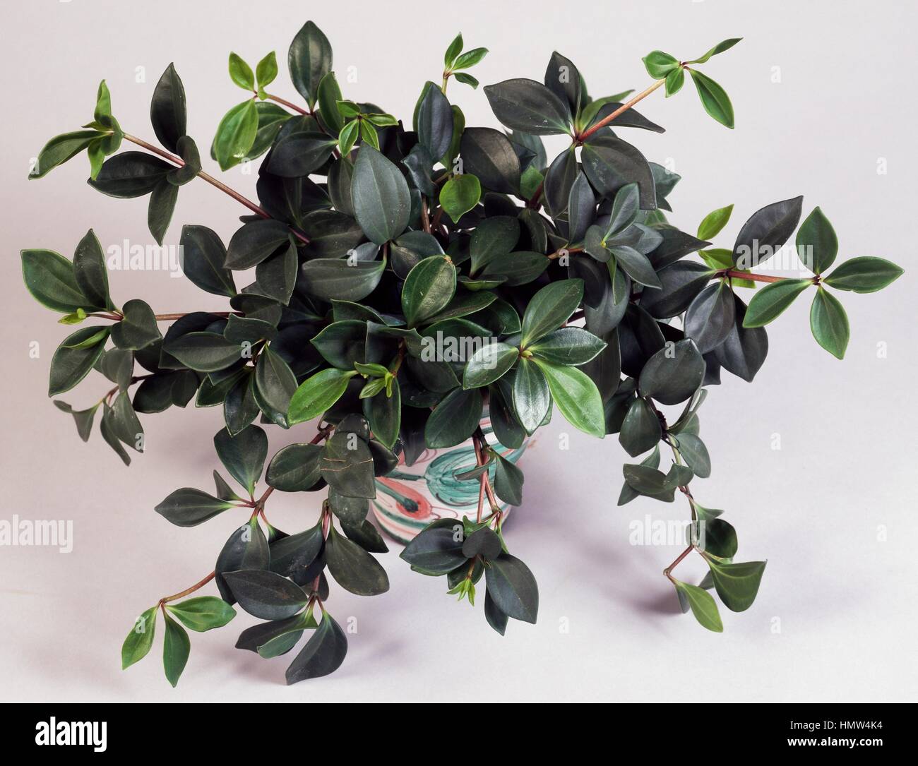 Radiator plant (Peperomia pereskiifolia), Piperaceae Stock Photo - Alamy