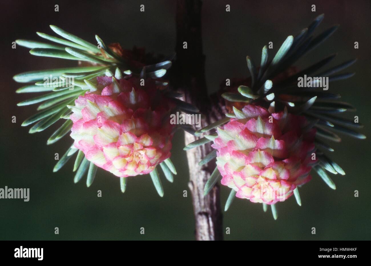 Male flowers of European Larch (Larix decidua), Pinaceae Stock Photo ...