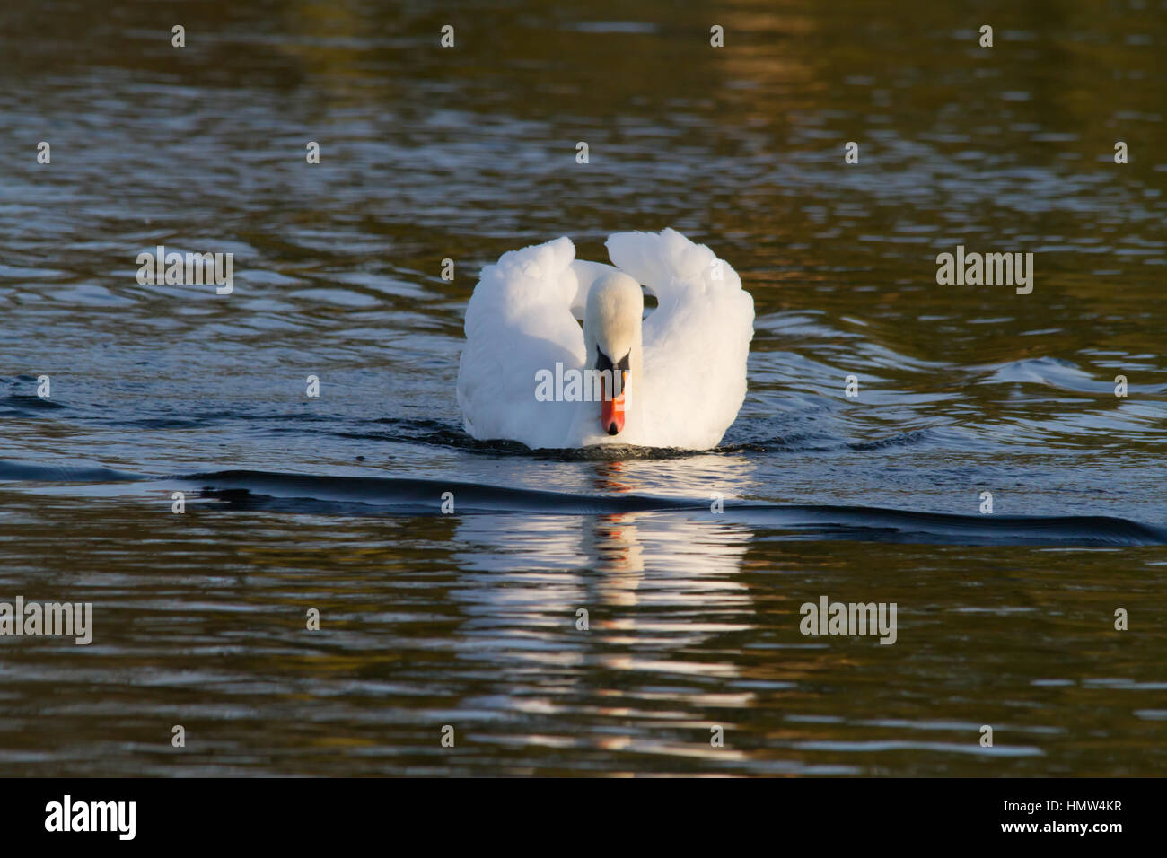Cob (Male) Mute Swan (Cygnus olor Stock Photo - Alamy