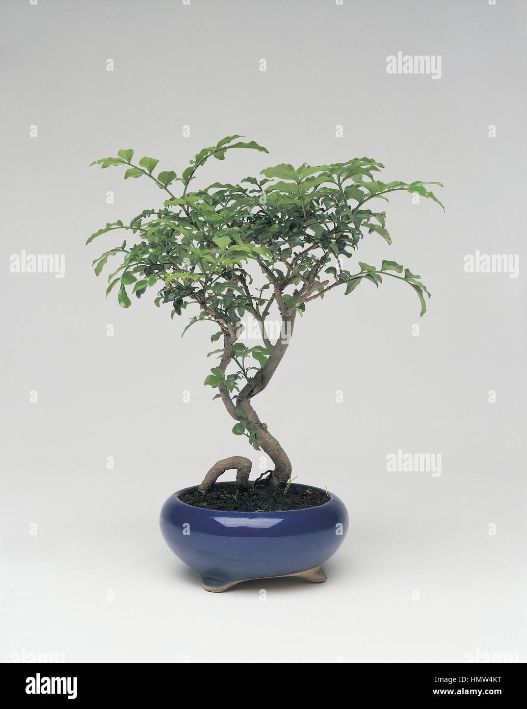 Bonsai - Oleaceae - Ash (Fraxinus Stock Photo - Alamy