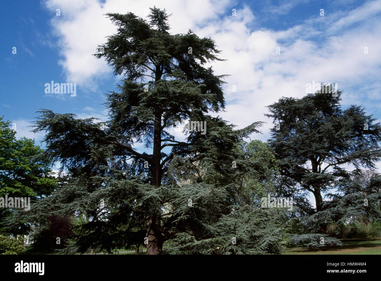 Specimens of Atlas Cedar (Cedrus atlantica), Pinaceae Stock Photo - Alamy