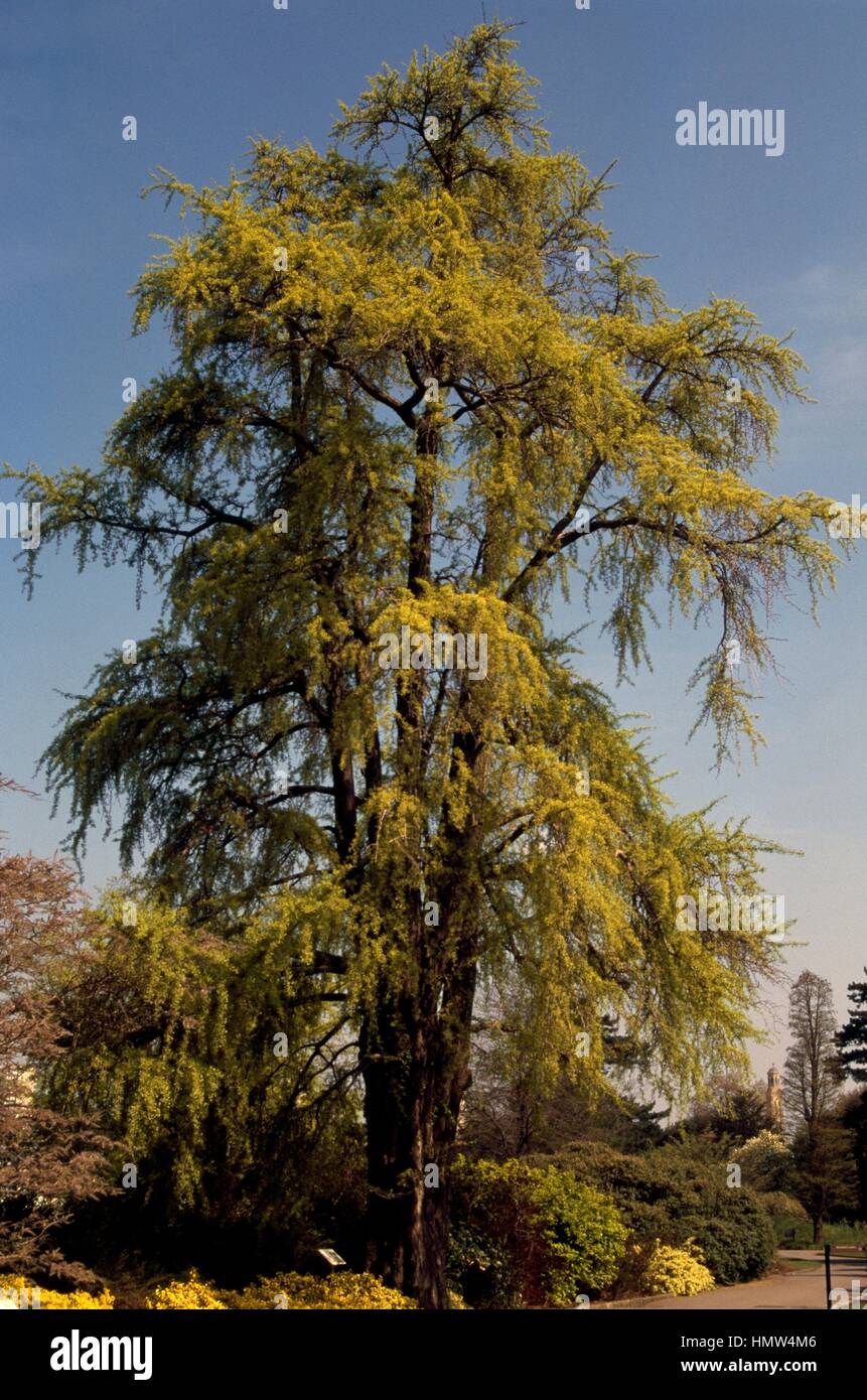 Ginkgo (Ginkgo biloba), Ginkgoaceae Stock Photo - Alamy