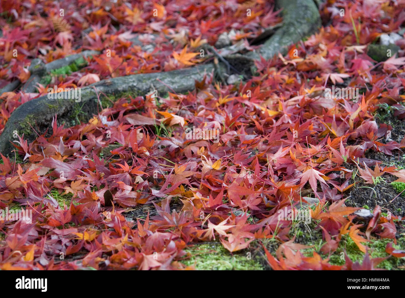 Red japanese maple leaves in autumn Stock Photo - Alamy