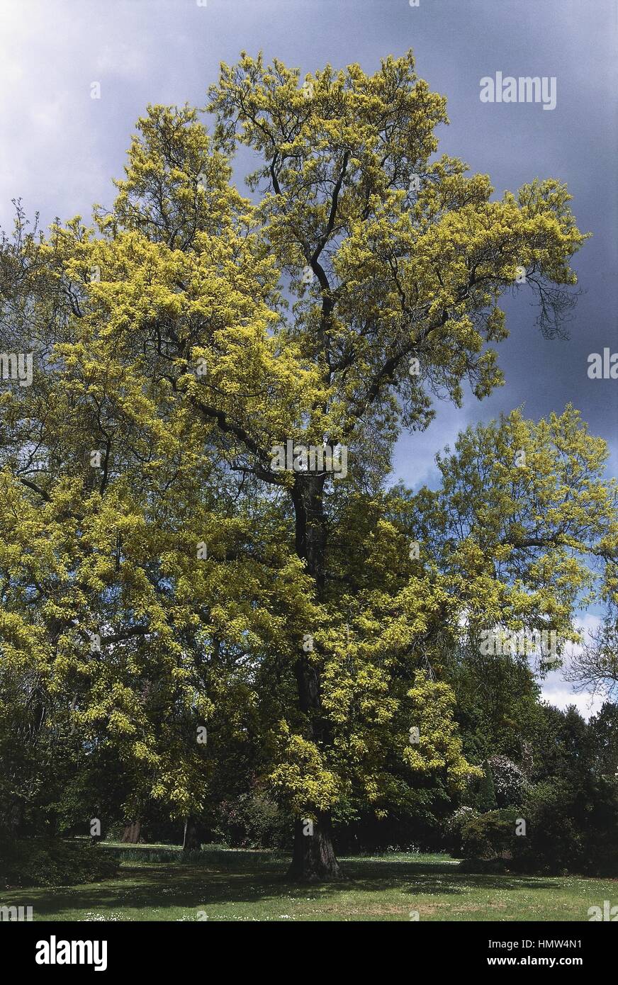 Botany - Trees - Fagaceae. Scarlet oak (Quercus coccinea Stock Photo ...