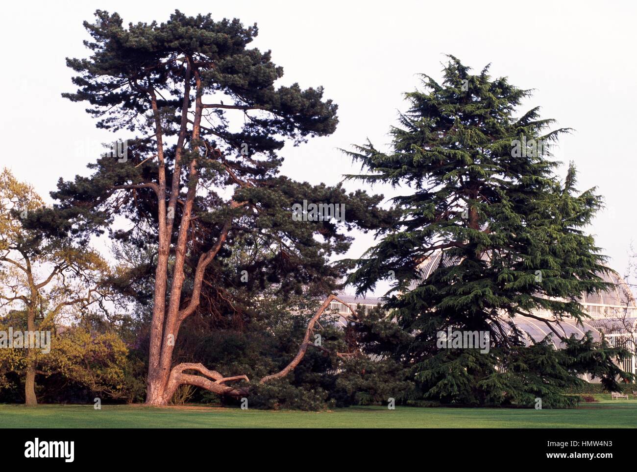 Pinus cedrus hi-res stock photography and images - Alamy