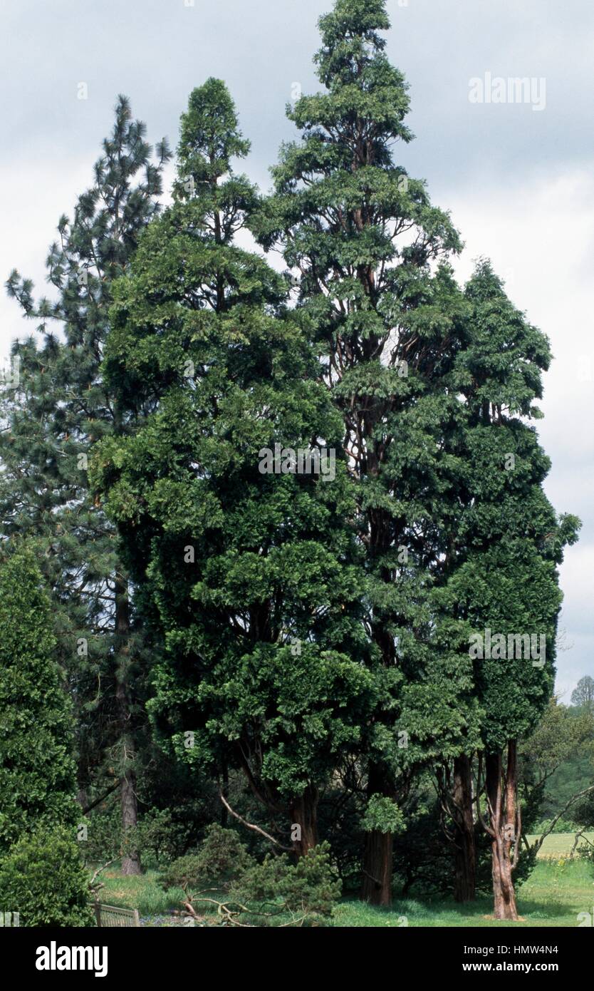 California incense-cedar (Calocedrus decurrens), Cupressaceae Stock ...