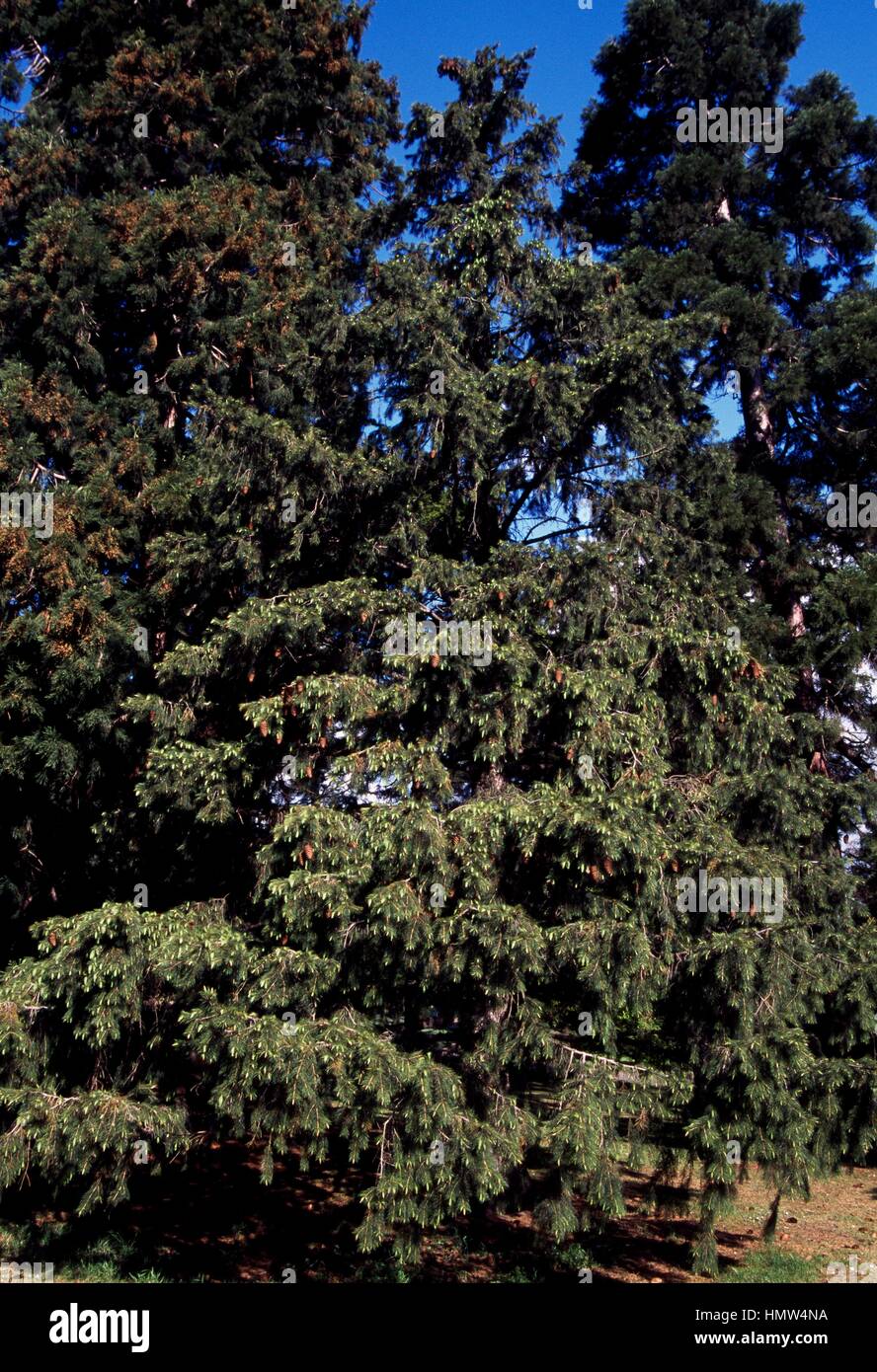 Himalayan spruce (Picea Smithian), Pinaceae Stock Photo - Alamy