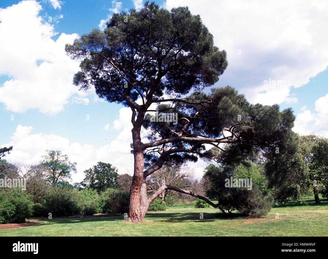 Pine (Pinus Pinea), Pinaceae Stock Photo - Alamy