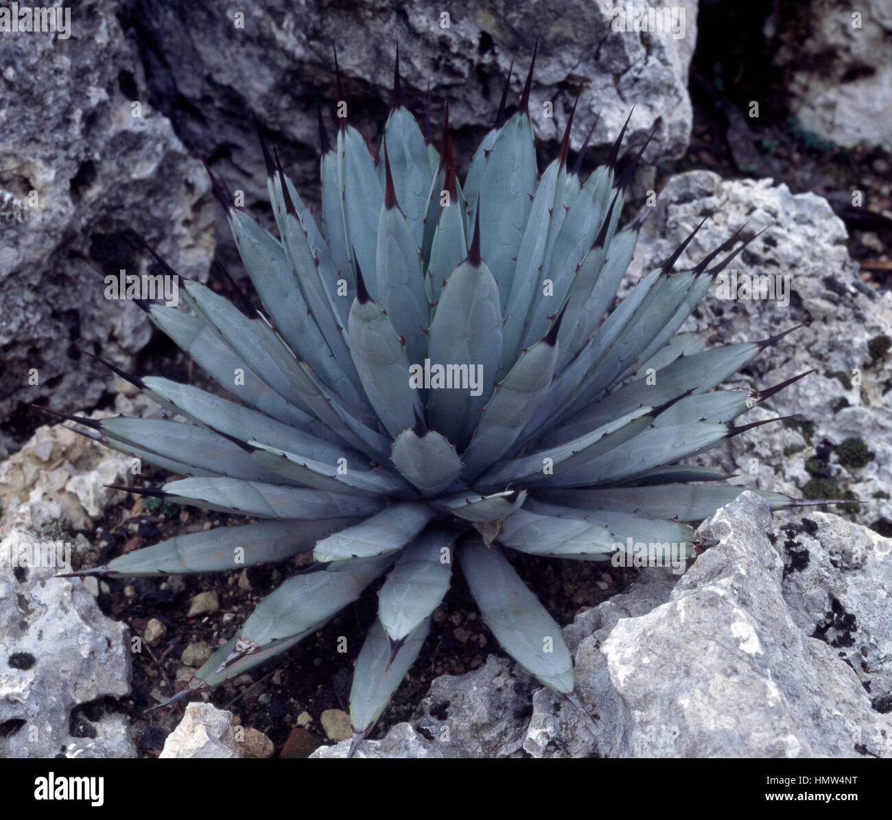 Agave macroacantha, Agavaceae Stock Photo - Alamy