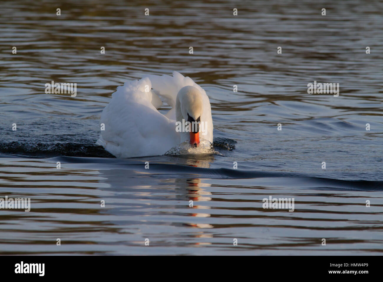 Arched bill hi-res stock photography and images - Alamy