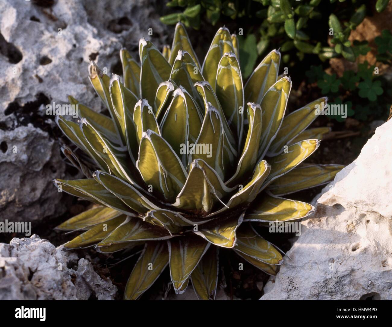 Queen Victoria's agave (Agave victoriae-reginae), Agavaceae Stock Photo ...