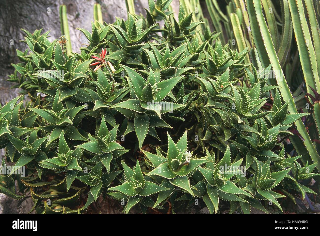 Aloe sp hi-res stock photography and images - Alamy