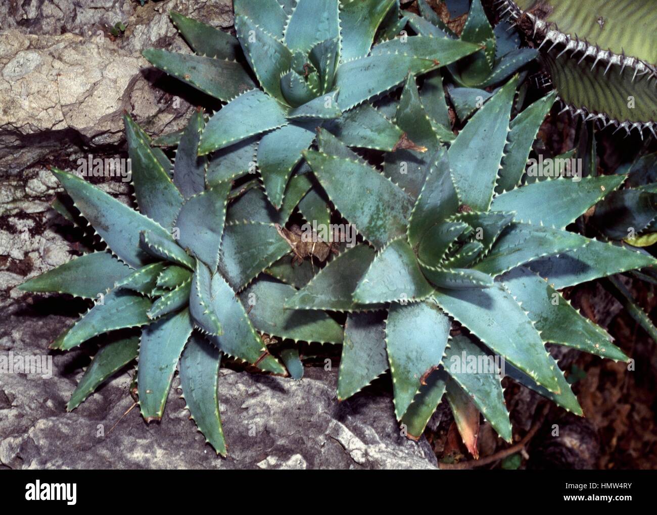 Aloe sp, Liliaceae Stock Photo - Alamy