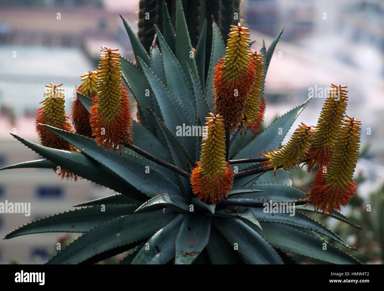 Aloe sp flower, Liliaceae. Detail Stock Photo - Alamy