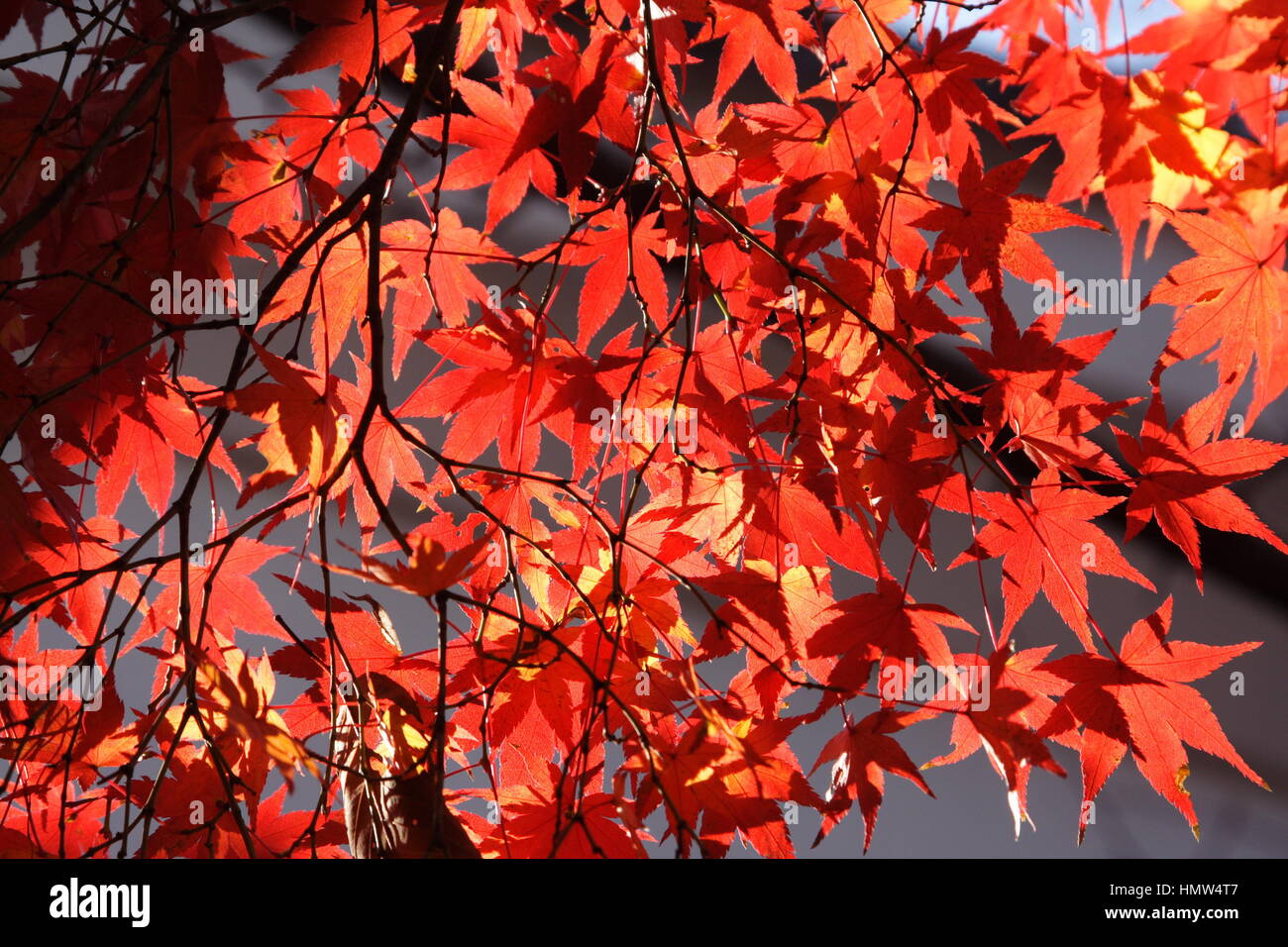 Red japanese maple hi-res stock photography and images - Alamy