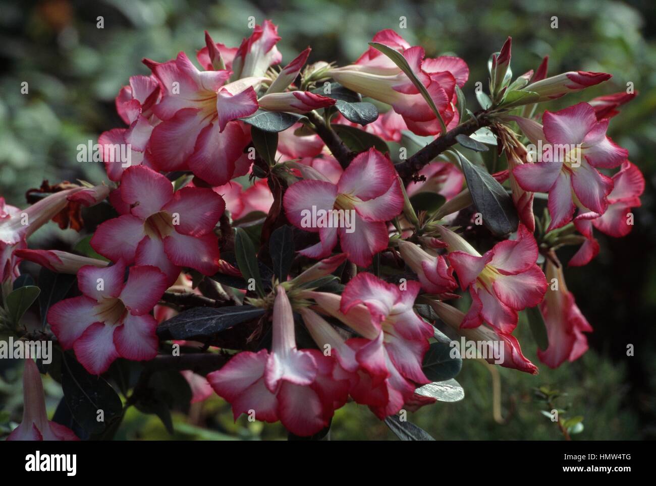 Impala Lily or Desert Rose (Adenium obesum), Apocynaceae Stock Photo ...
