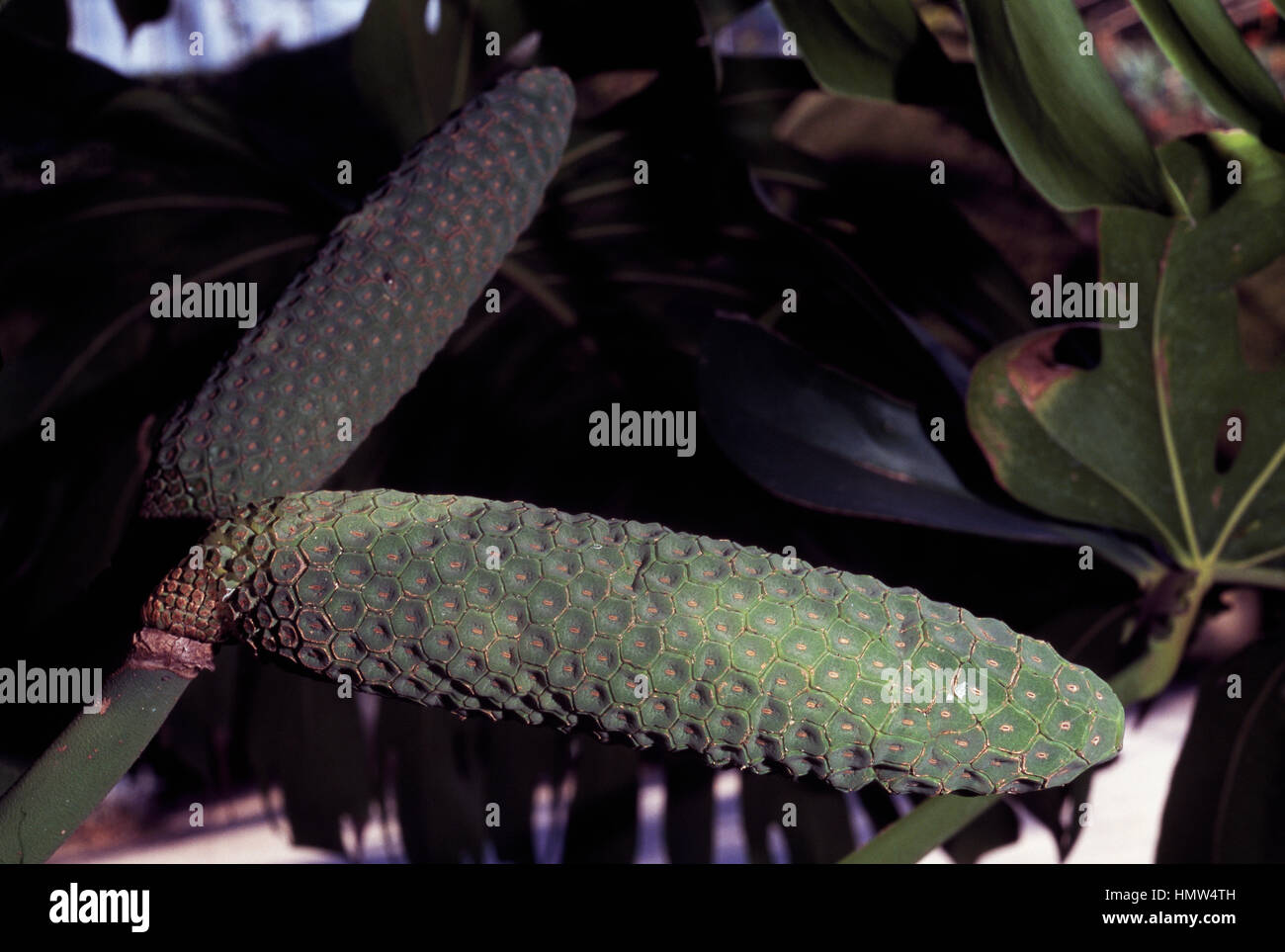 Ceriman, swiss cheese plant (Monstera deliciosa Ceriman), Araceae Stock ...