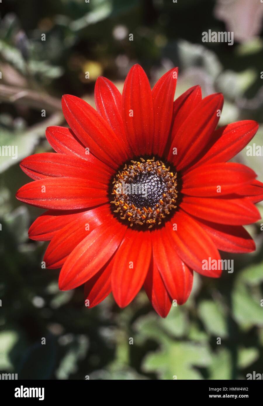 African bush daisy (Euryops chrysanthemoides), Asteraceae Stock Photo ...