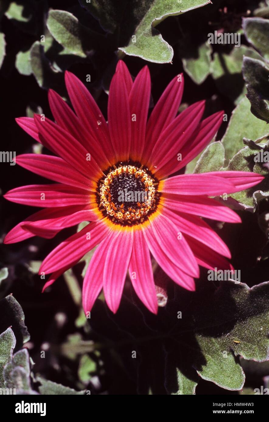 African bush daisy (Euryops chrysanthemoides), Asteraceae Stock Photo ...