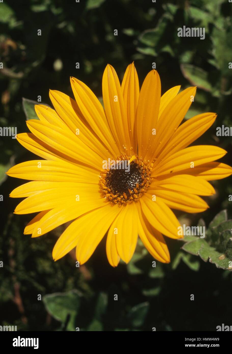 African bush daisy (Euryops chrysanthemoides), Asteraceae Stock Photo ...