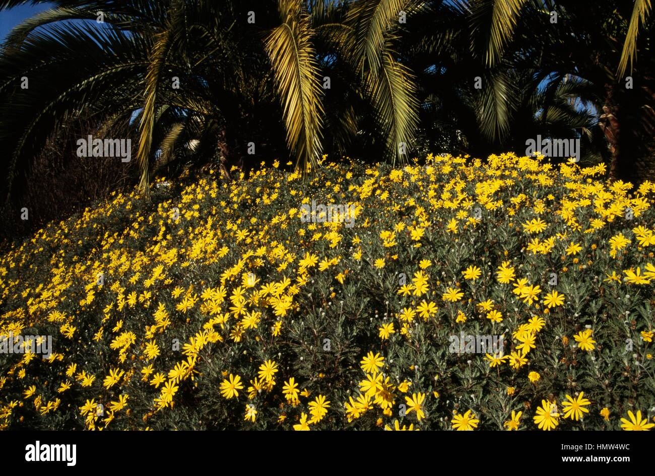 Euryops sp, Asteraceae Stock Photo - Alamy