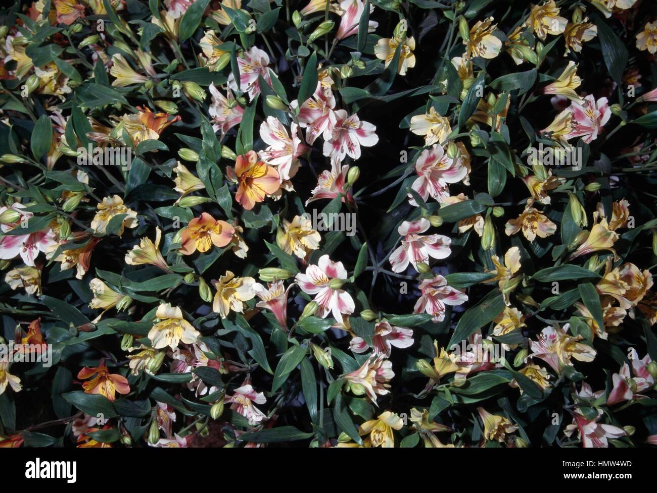 Inca lily hi-res stock photography and images - Alamy