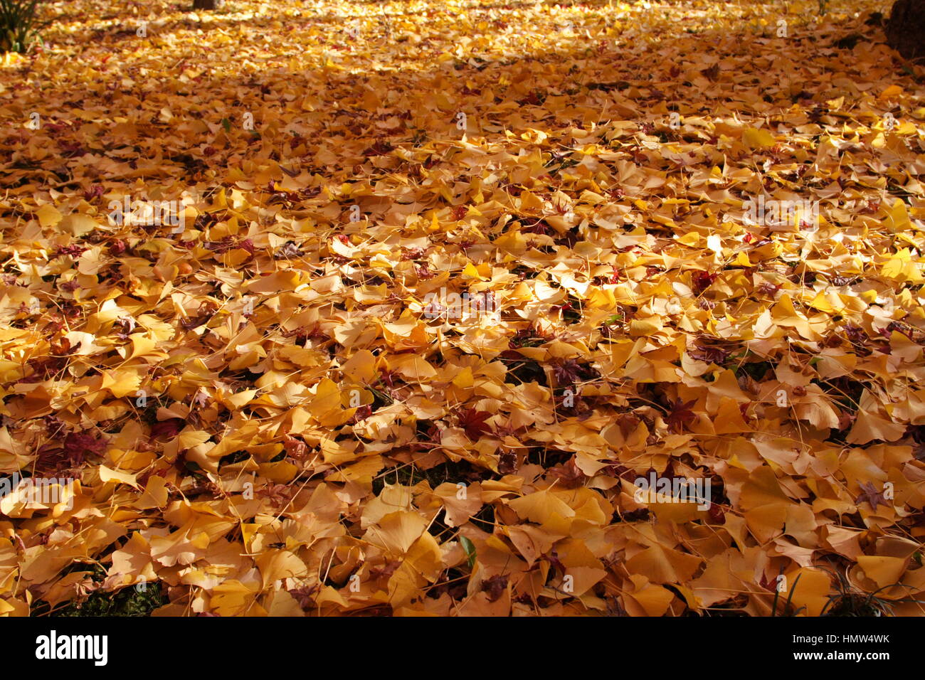 Beautiful maple leaves falling japanese hi-res stock photography and ...