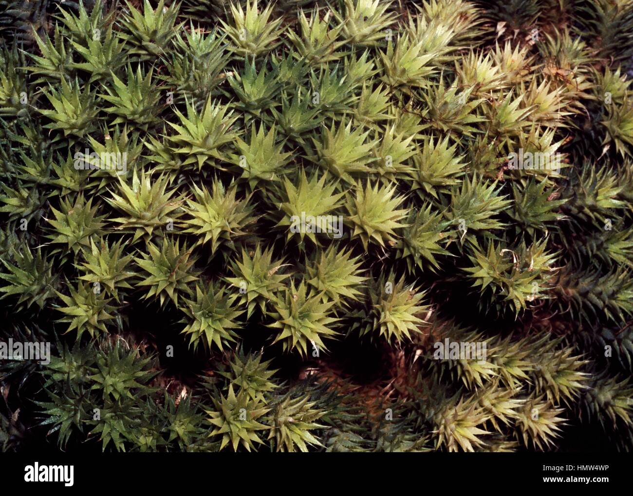 Dwarf bromeliad (Abromeitiella brevifolia), Bromeliaceae Stock Photo ...