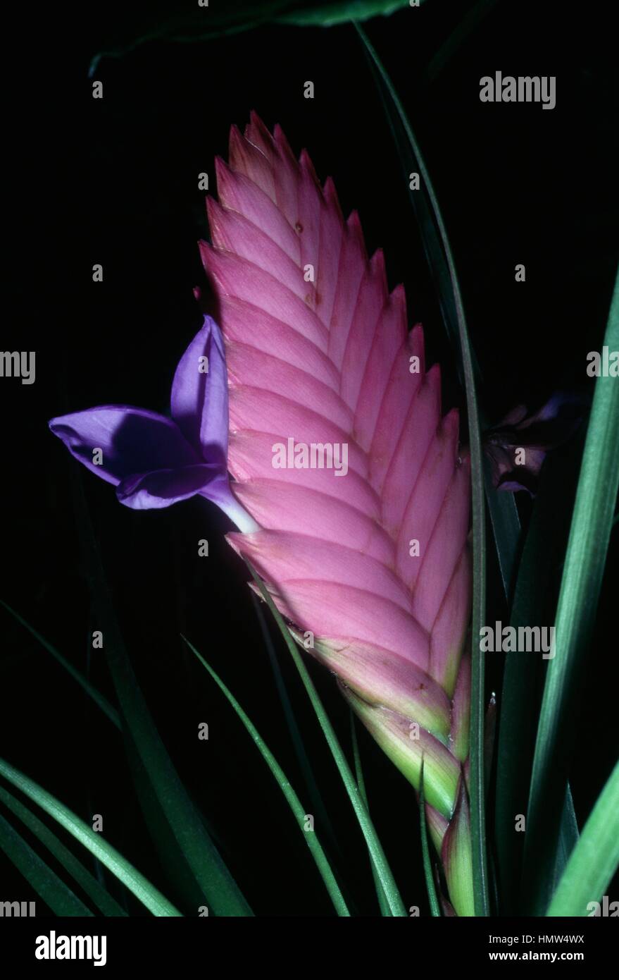 Pink Quill (Tillandsia cyanea), Bromeliaceae Stock Photo - Alamy