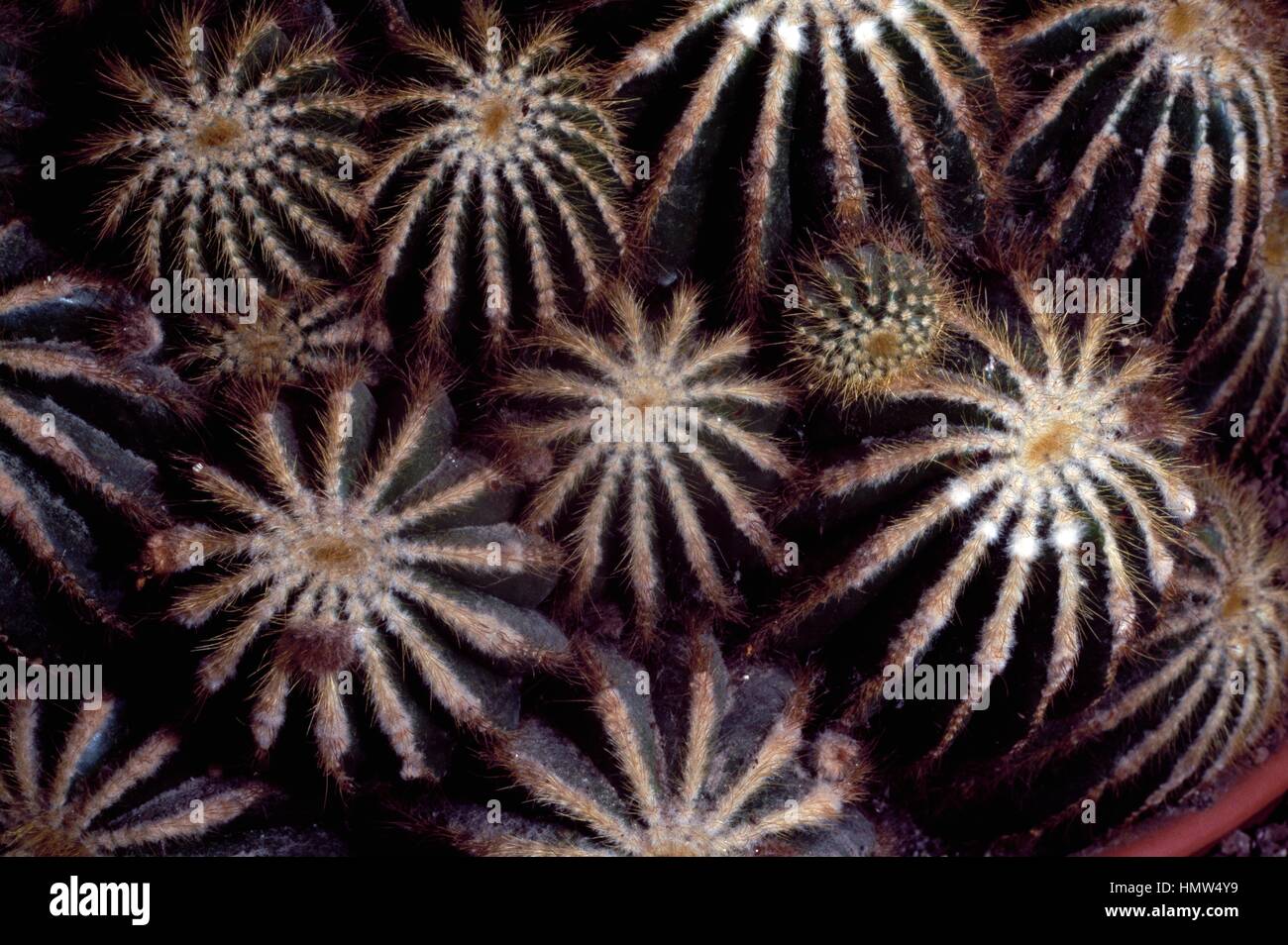 Notocactus sp, Cactaceae Stock Photo - Alamy