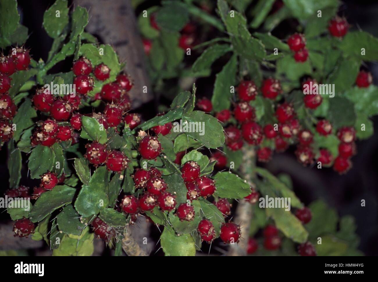Flowering opuntia bahiensis hi-res stock photography and images - Alamy