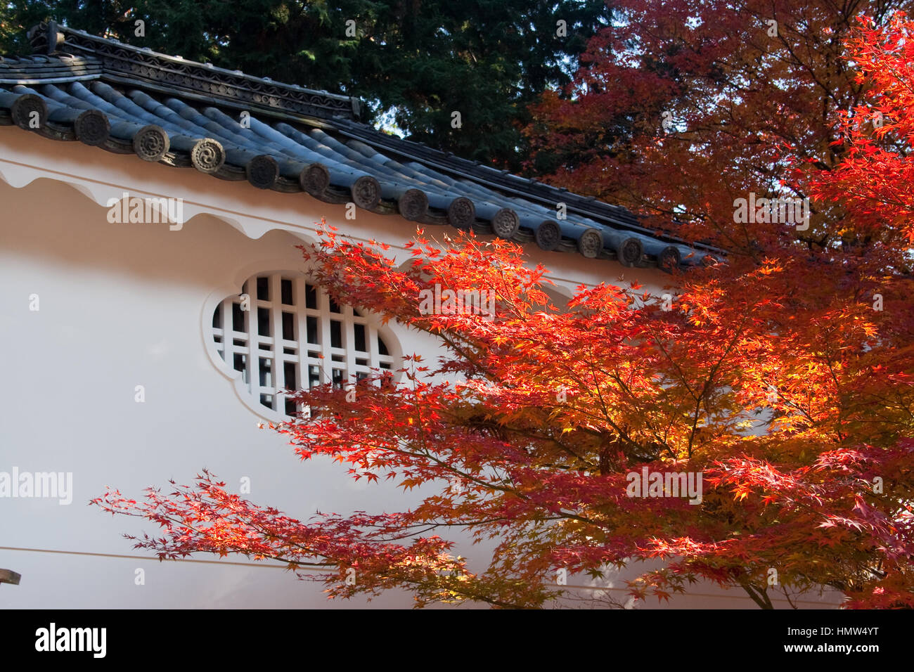 Red japanese maple leaves in autumn Stock Photo - Alamy