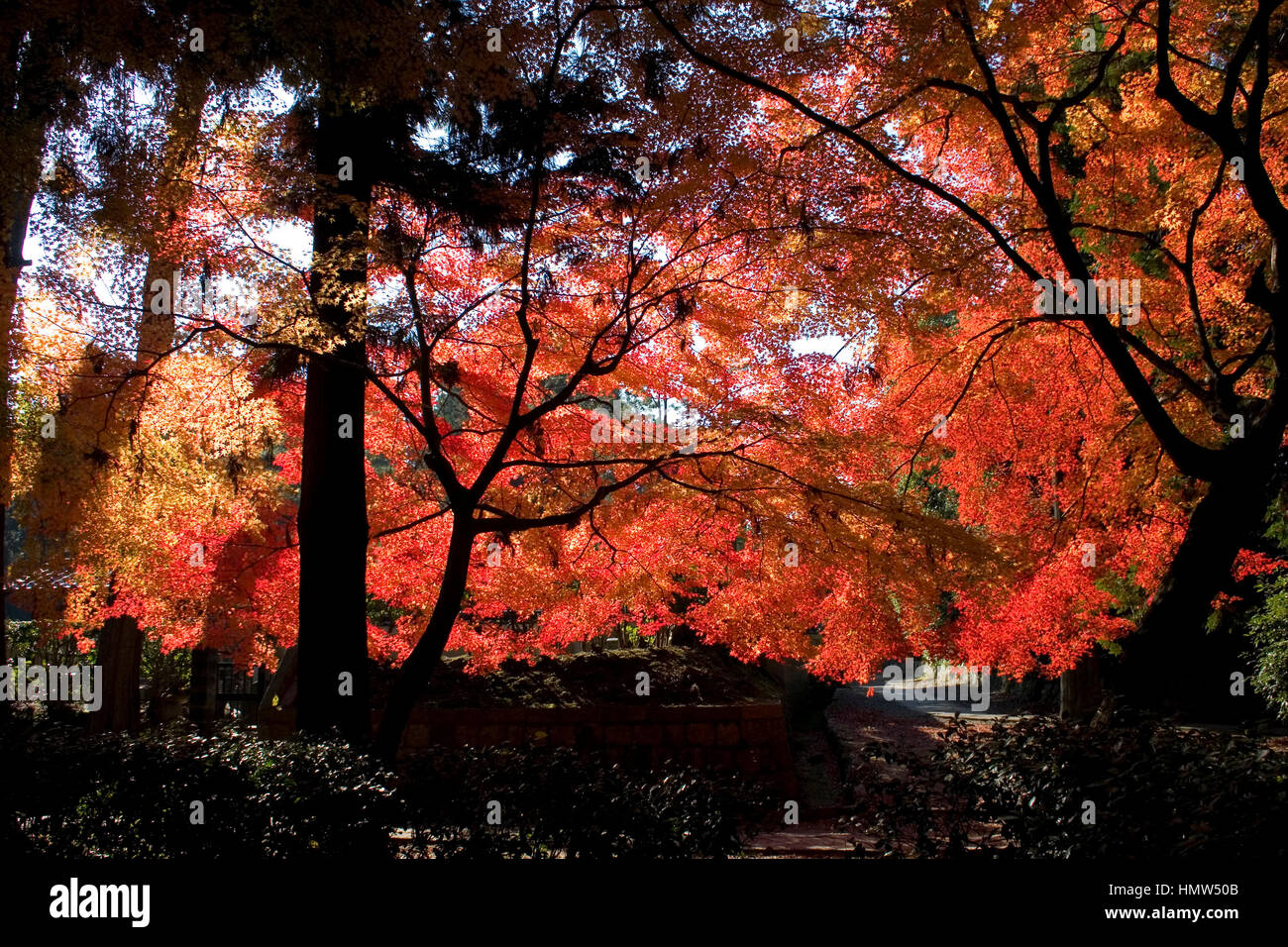 Red japanese maple leaves in autumn Stock Photo - Alamy