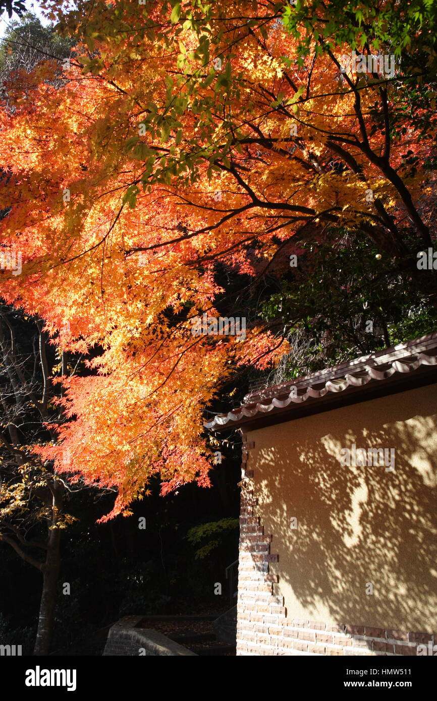 Red japanese maple leaves in autumn Stock Photo - Alamy