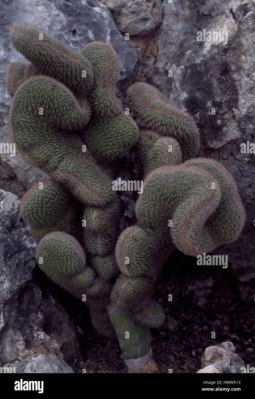Golden rat tail (Cleistocactus winteri), Cactaceae Stock Photo - Alamy