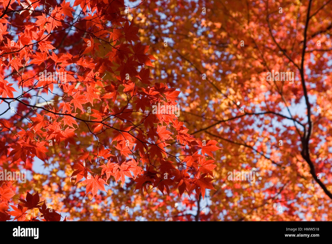 Red japanese maple leaves in autumn Stock Photo - Alamy