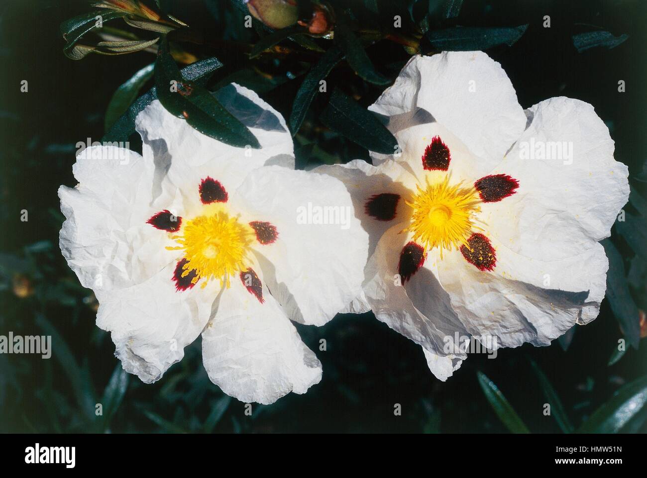 Laudanum hi-res stock photography and images - Alamy