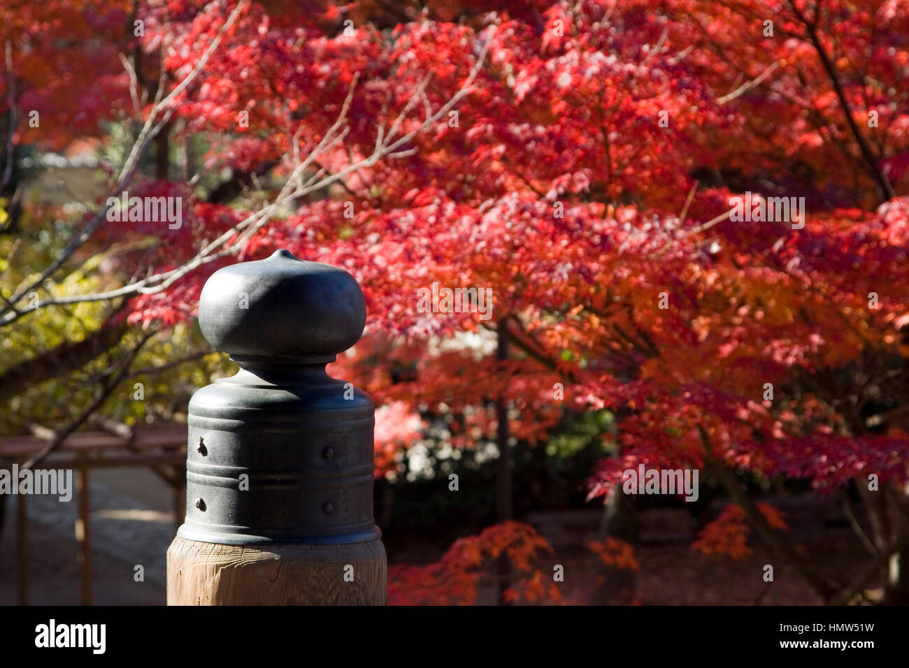 Red japanese maple leaves in autumn Stock Photo - Alamy
